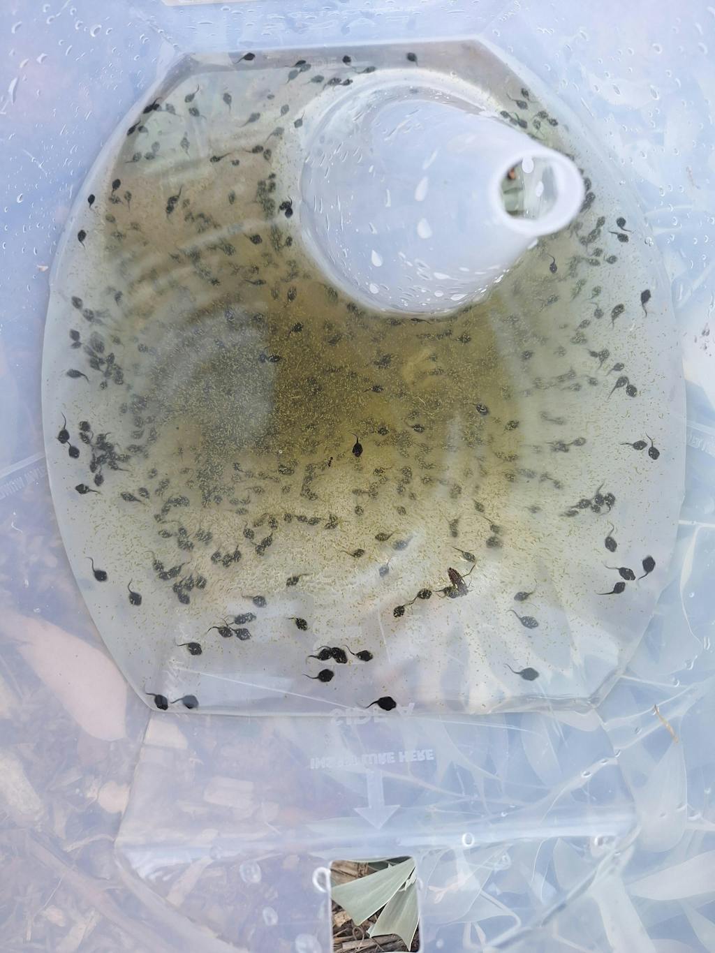 Cane Toad Tadpole Lures – Watergum Community