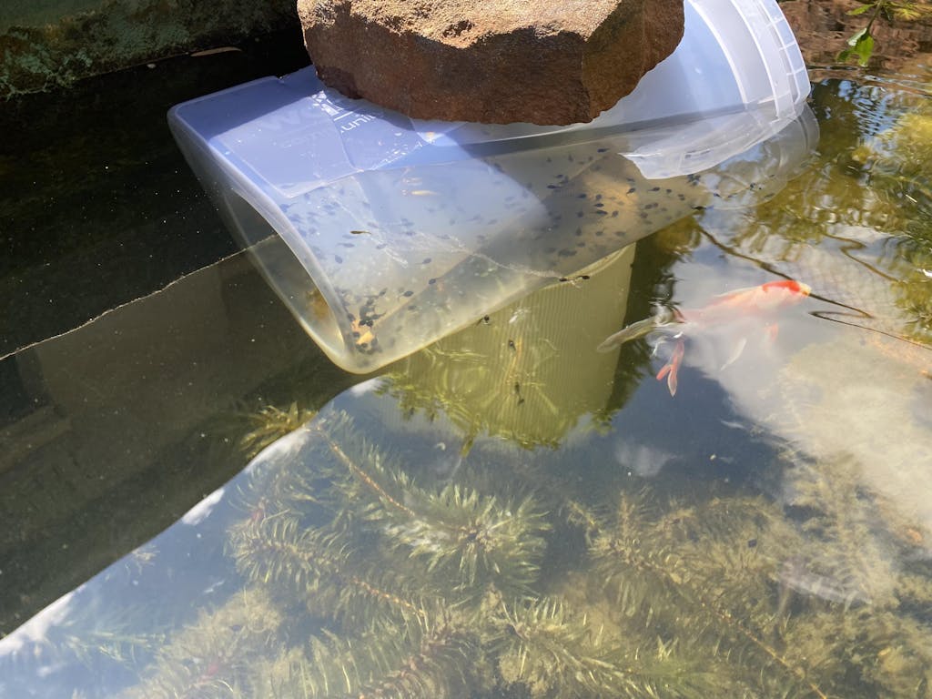 Cane Toad Tadpole Lures – Watergum Community