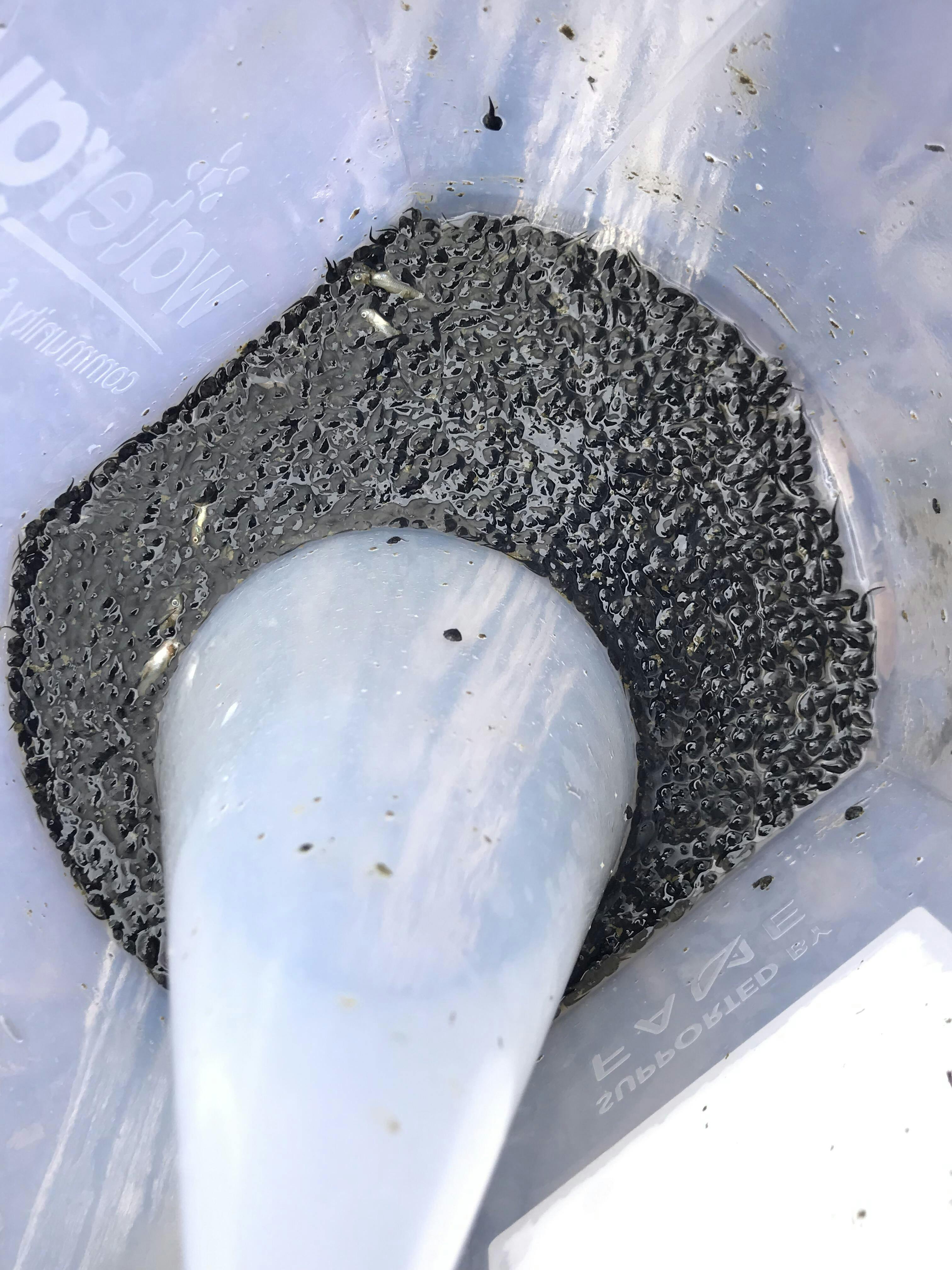 Cane Toad Tadpole Lures – Watergum Community