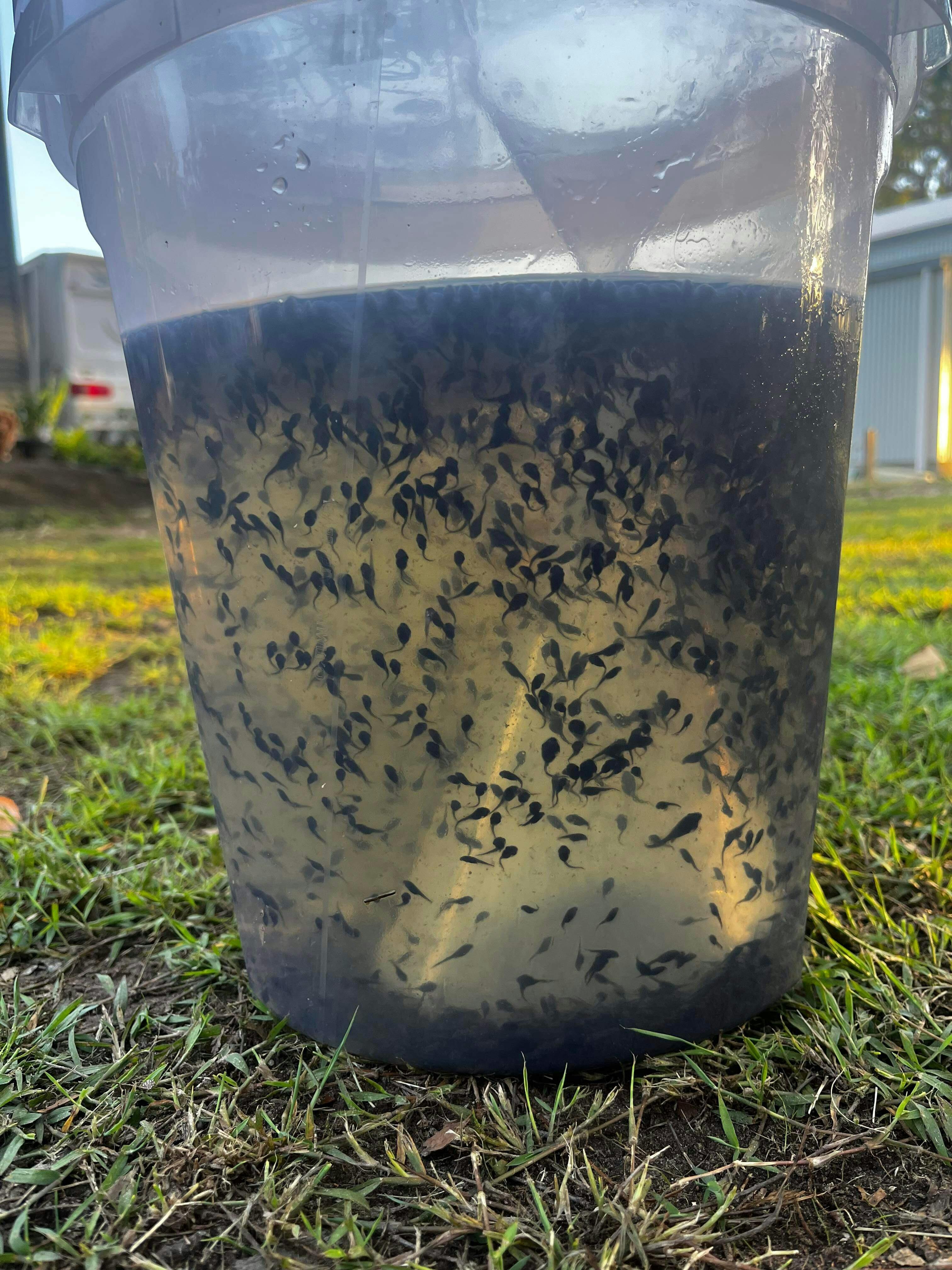 Cane Toad Tadpole Trap and Lure Package – Watergum Community