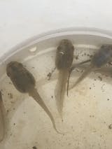 Cane Toad Tadpole Lures – Watergum Community