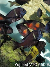 ABSOLUTE SERIES™ LED Linear Module - 99 CRI - 1 ft / 280 mm MCPCB ...