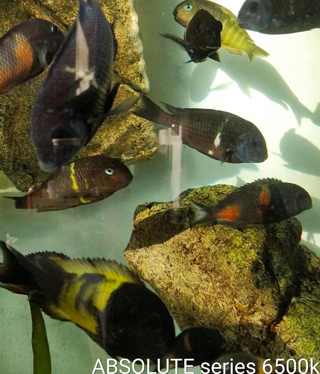 ABSOLUTE SERIES™ LED Linear Module - 99 CRI - 1 ft / 280 mm MCPCB ...