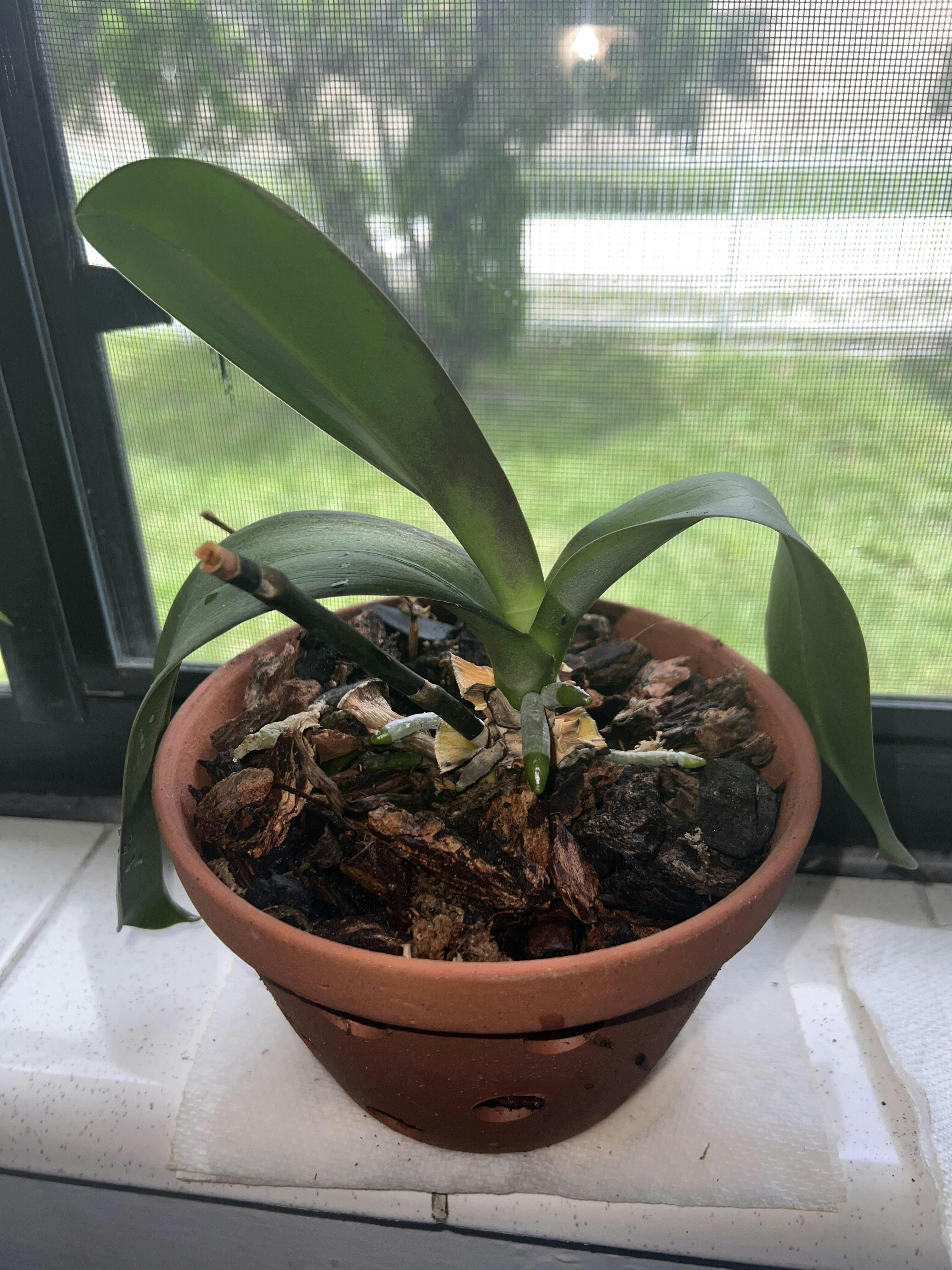 Orchid Care Kit | Orchid Protect Spray & Plant Food – We The Wild Plant ...