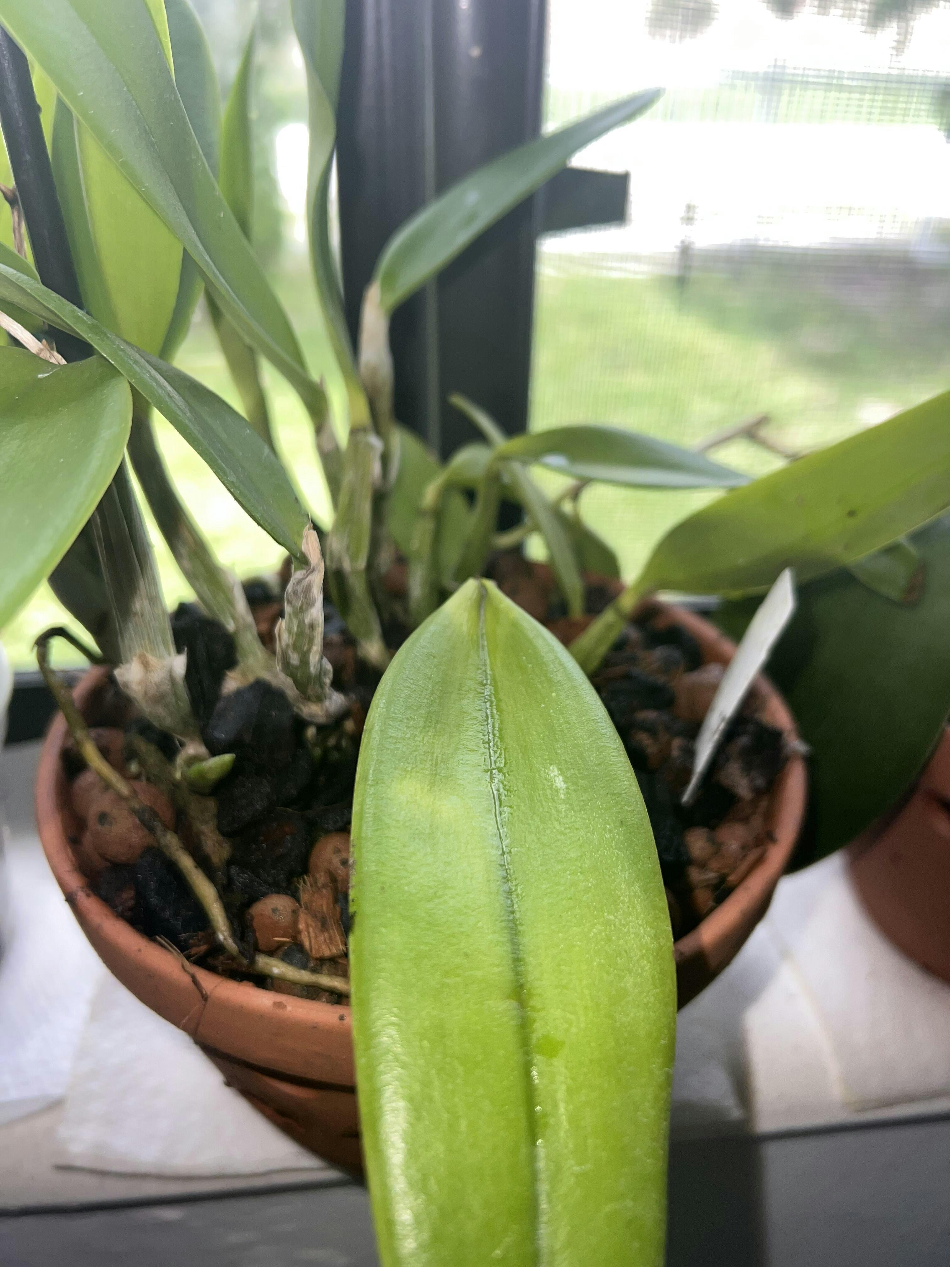 Orchid Care Kit | Orchid Protect Spray & Plant Food – We The Wild Plant ...