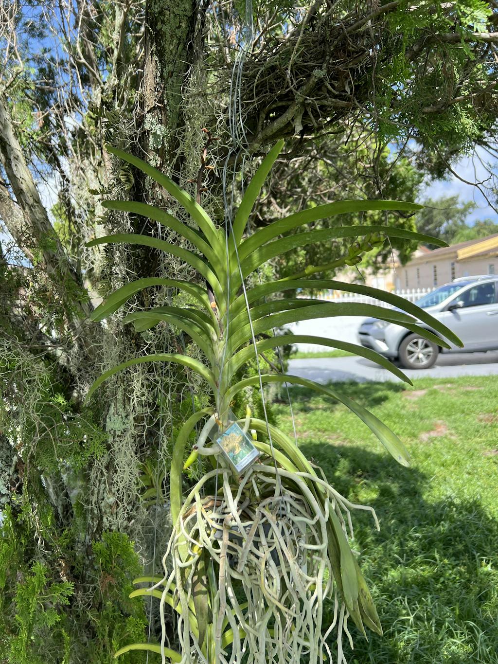 Orchid Care Kit | Orchid Protect Spray & Plant Food – We The Wild Plant ...