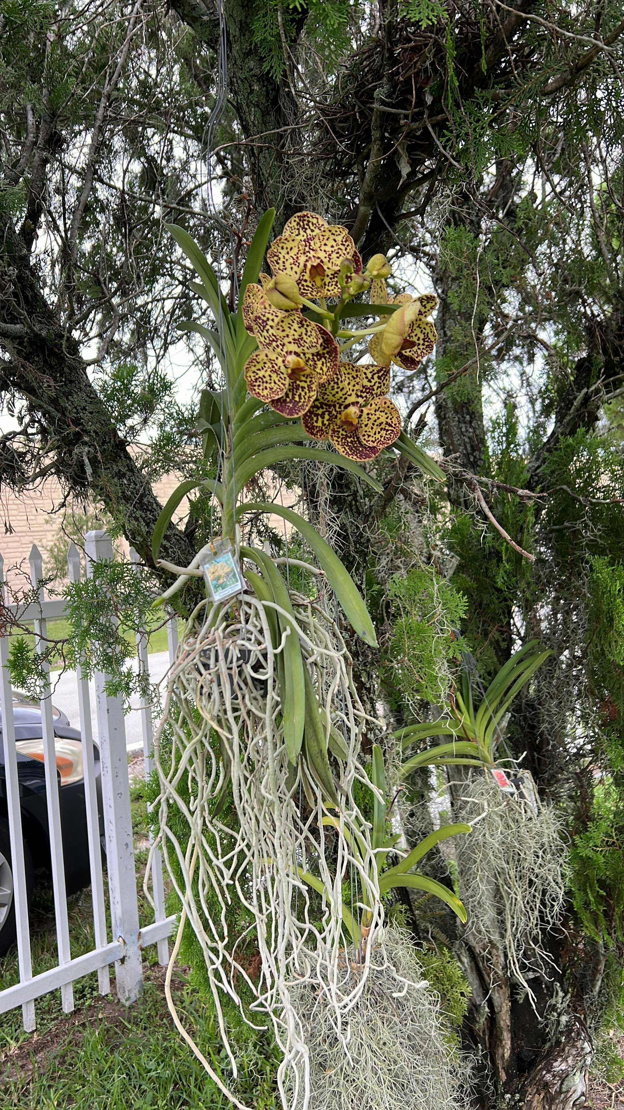 Orchid Care Kit | Orchid Protect Spray & Plant Food – We The Wild Plant ...