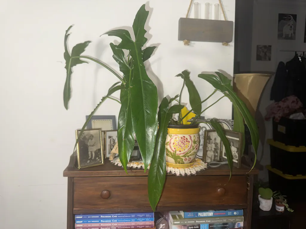 Enrich Powder | Organic Slow Release Plant Food for Indoor Plants – We ...
