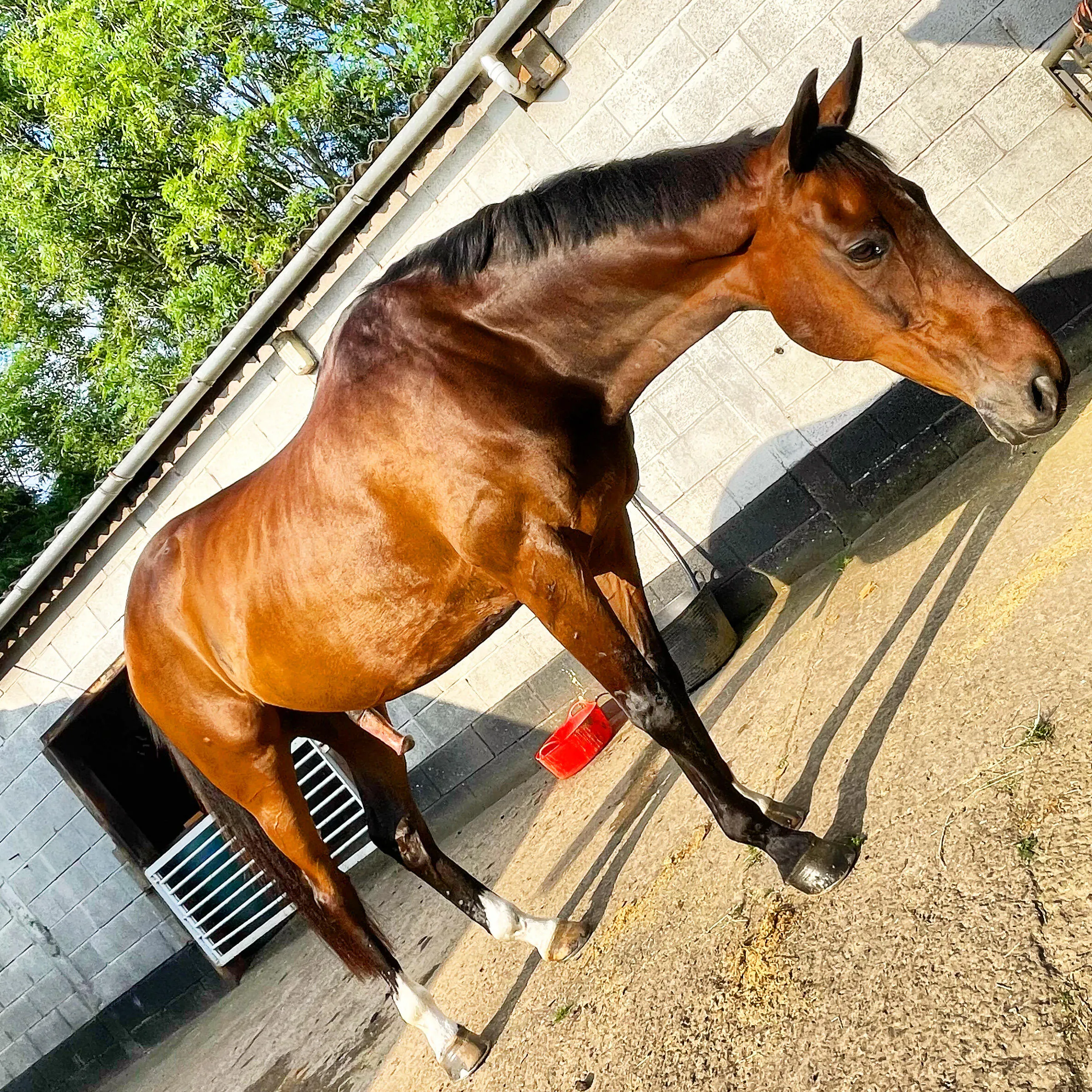 Well Gel Equestrian Products – Well Gel Shop