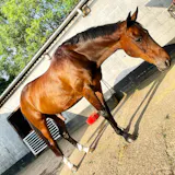 Well Gel Equestrian Products – Well Gel Shop