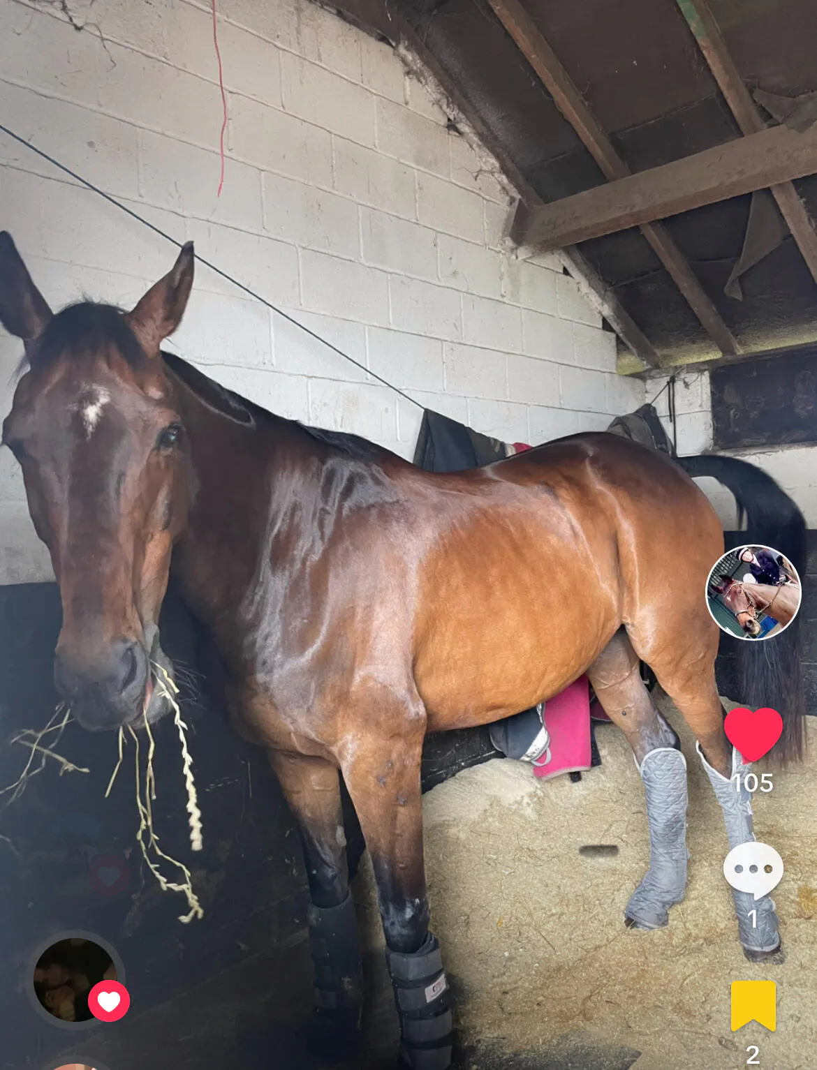 Well Gel Equestrian Products – Well Gel Shop