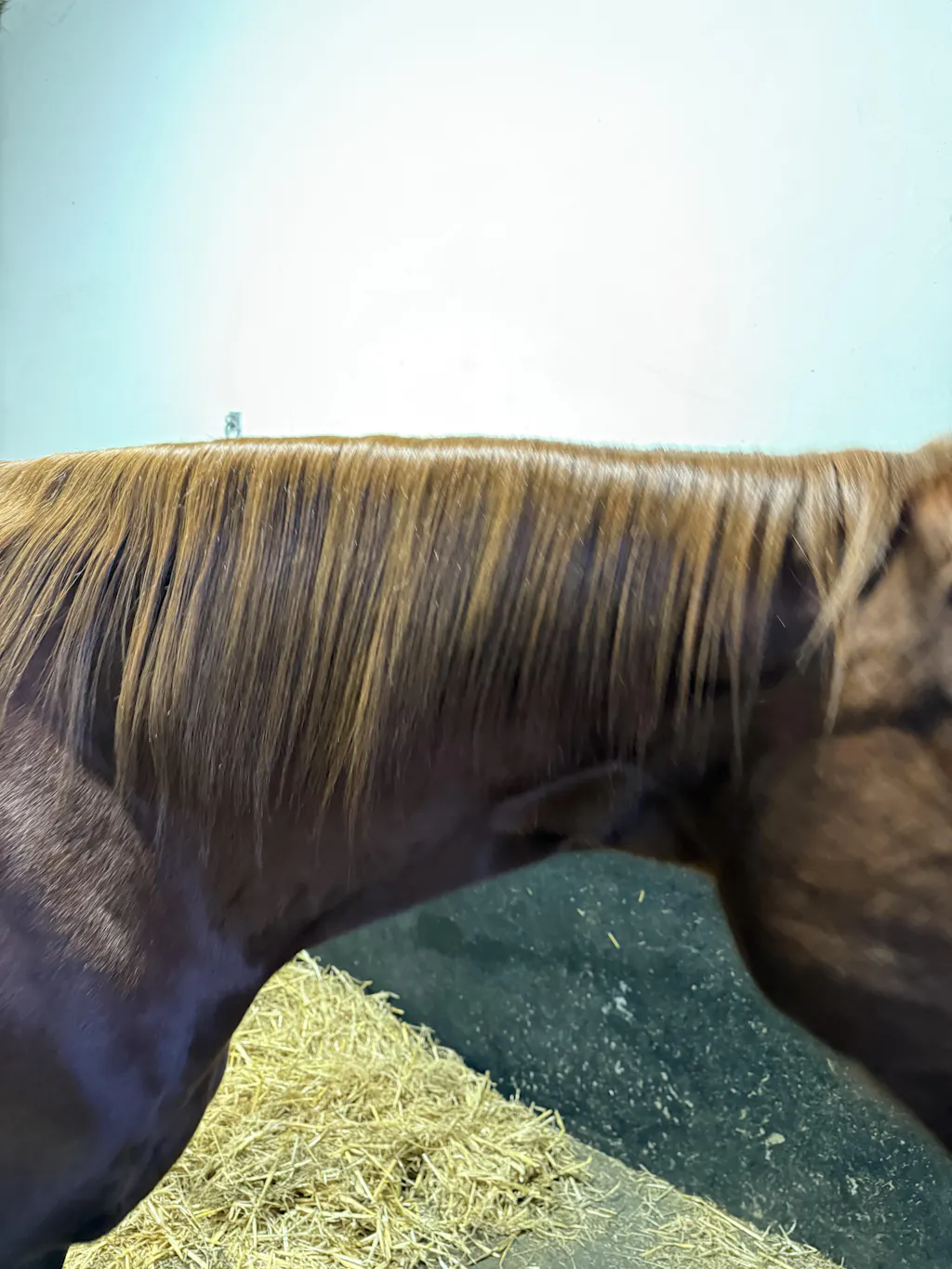 Well Gel Equestrian Products – Well Gel Shop