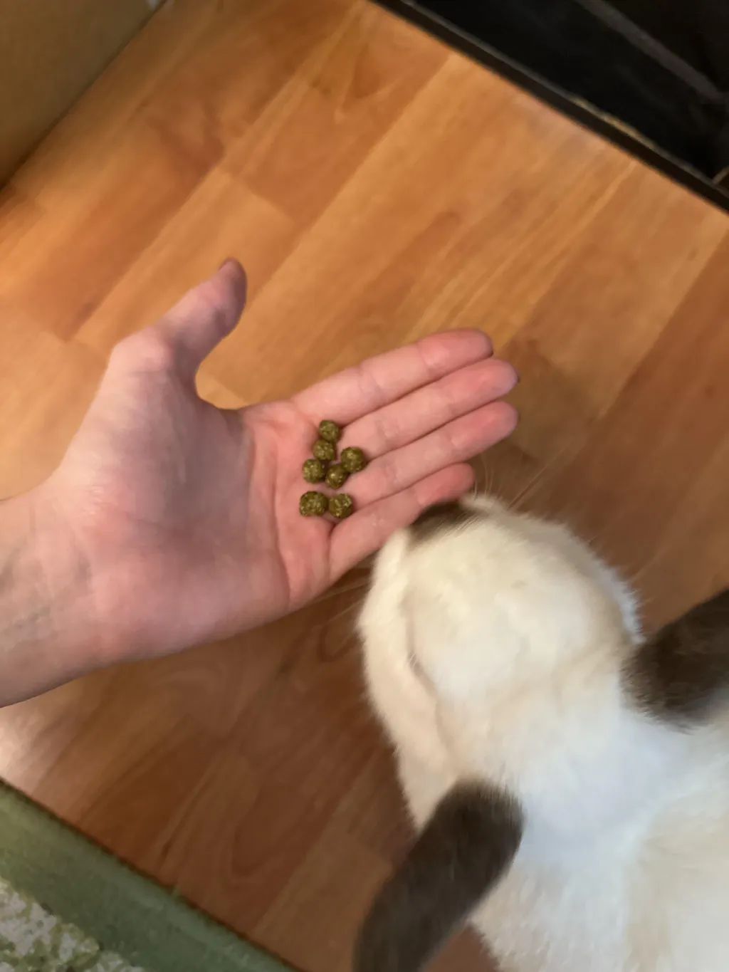 Megacolon Tablets – All-Natural Herbal Treats for Rabbits & Small Pets