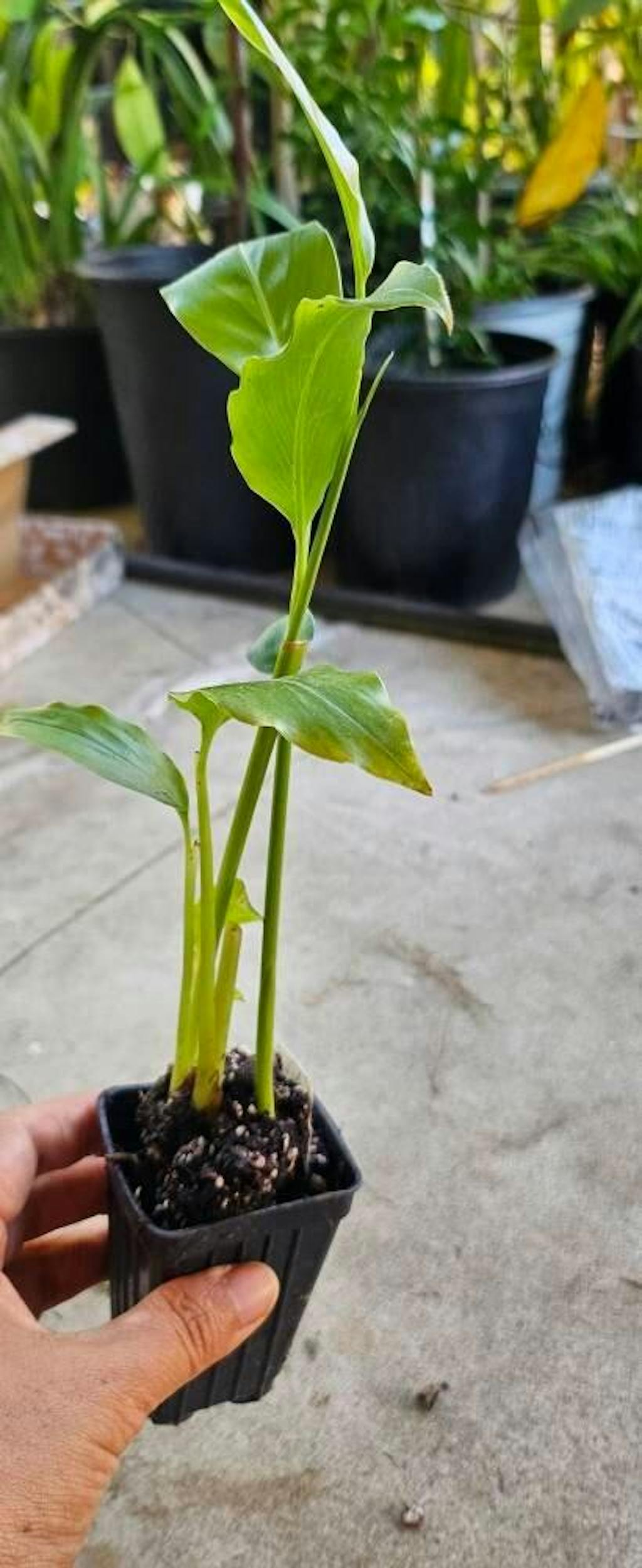 Japanese Myoga Ginger - Zingiber mioga – Wellspring Gardens