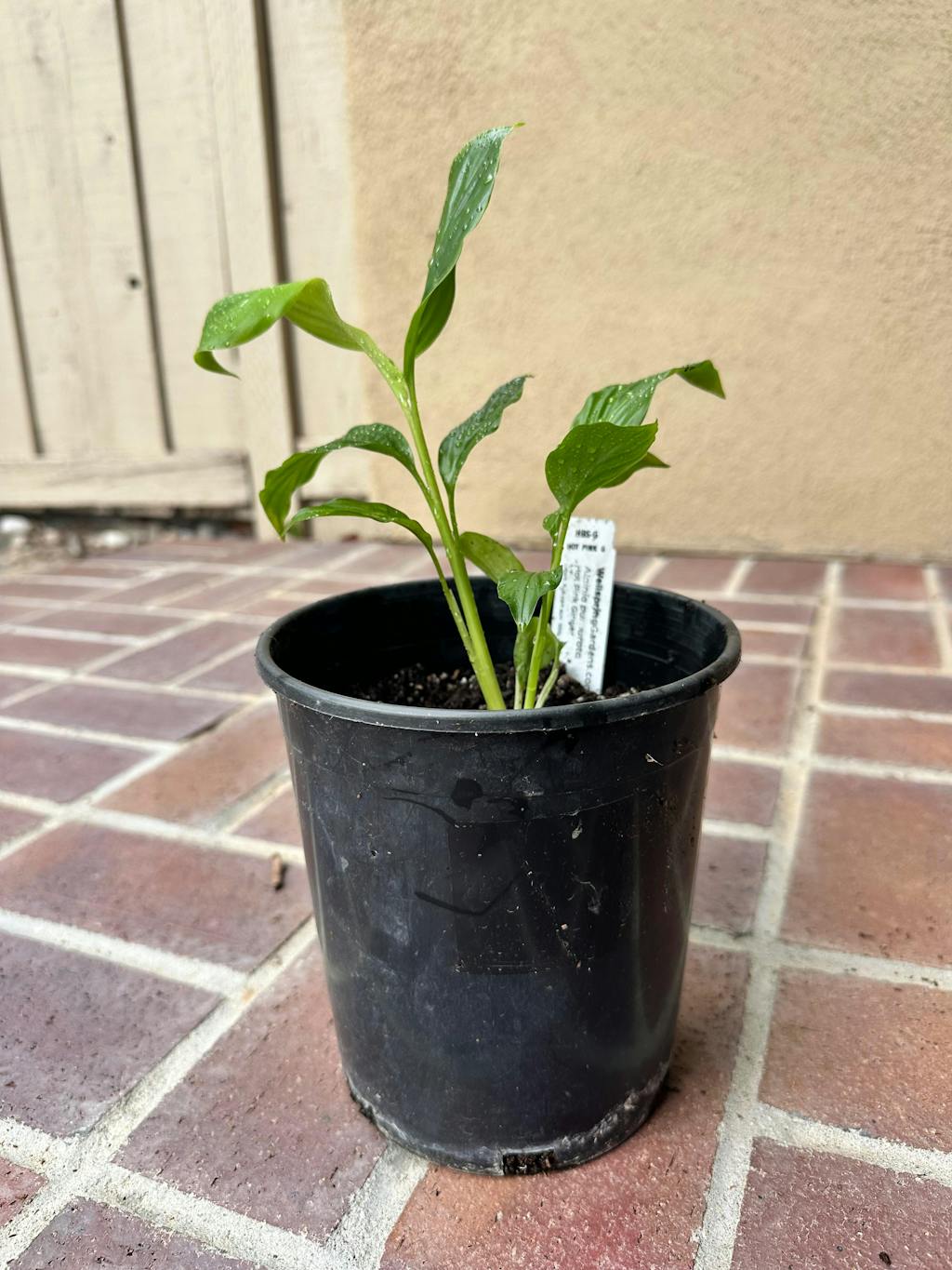 Dwarf Red Ginger - Alpinia purpurata – Wellspring Gardens