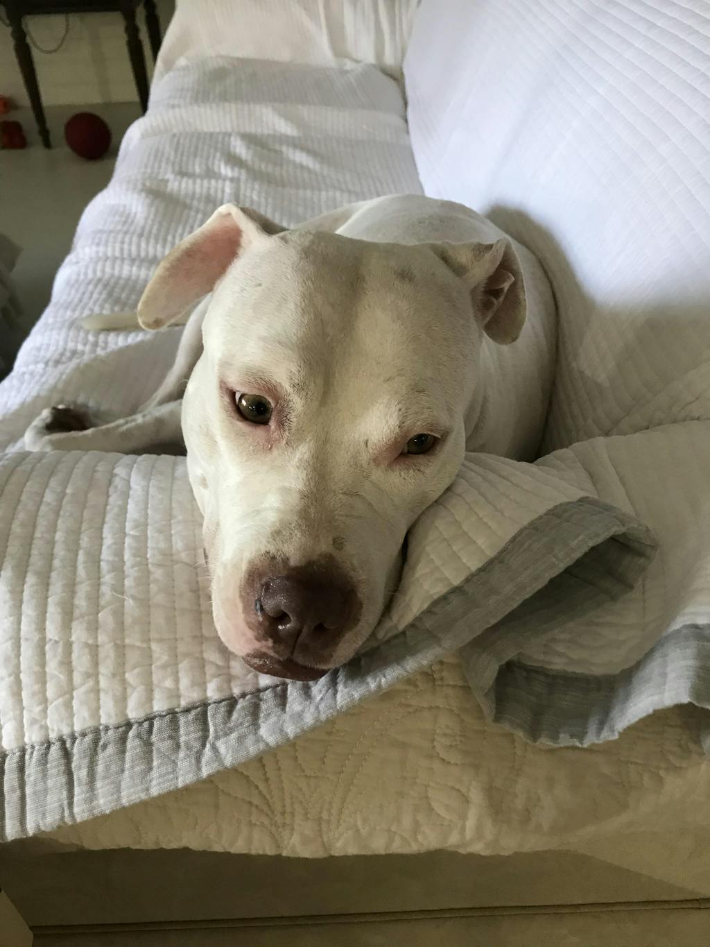 Treats for picky dogs: 5 recipes to try – Wholistic Pet Organics