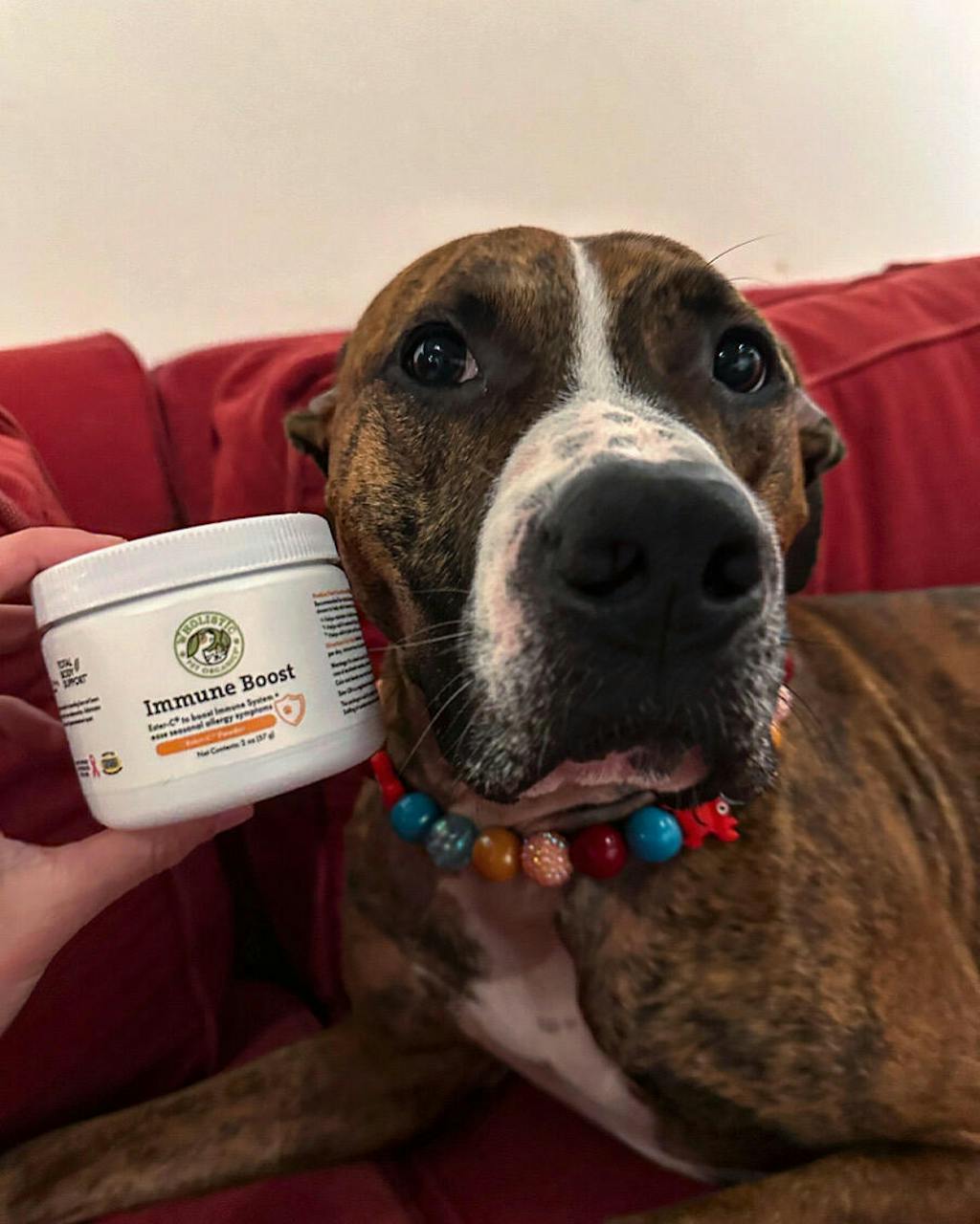 Treats for picky dogs: 5 recipes to try – Wholistic Pet Organics