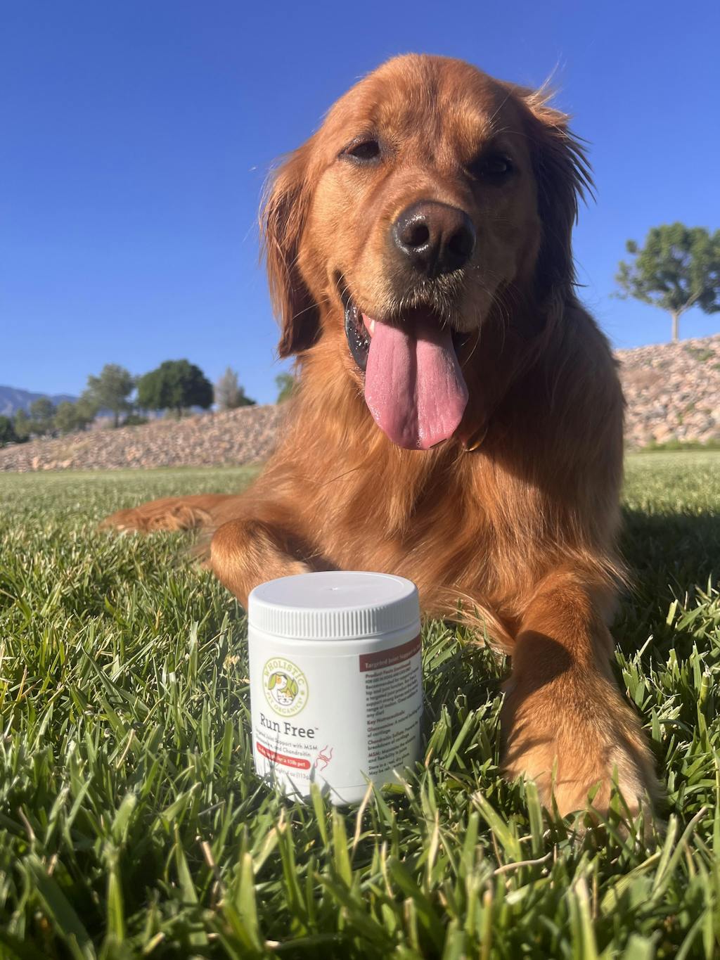 Treats for picky dogs: 5 recipes to try – Wholistic Pet Organics