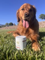 Treats for picky dogs: 5 recipes to try – Wholistic Pet Organics