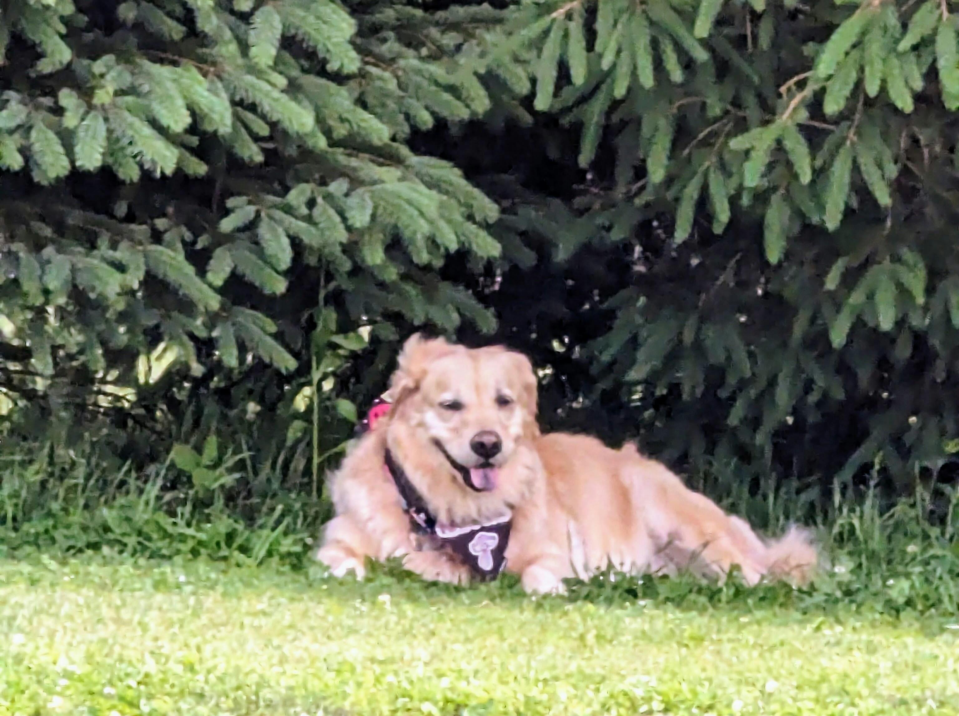 Wholistic Pet Organics Immune Balance Bovine Colostrum