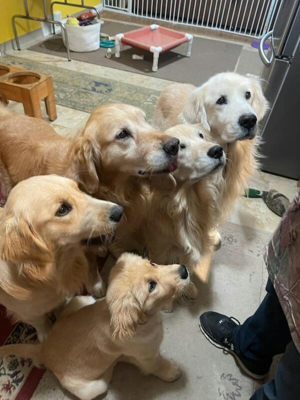 Treats for picky dogs: 5 recipes to try – Wholistic Pet Organics