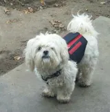 WiggleLess Back Brace - WiggleLess