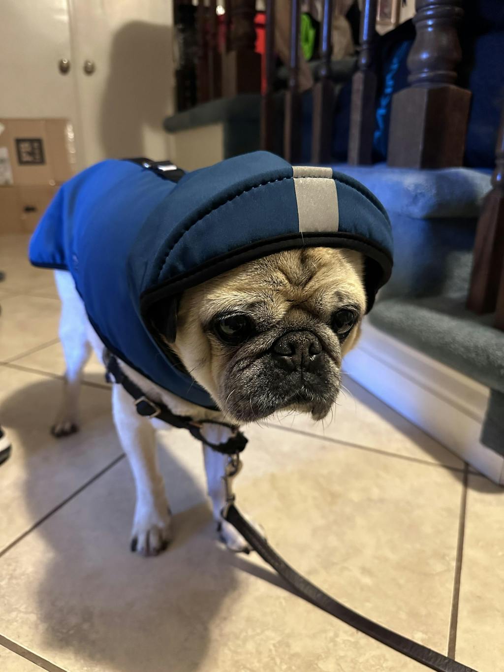 All Weather Dog Jacket – Wildebeest