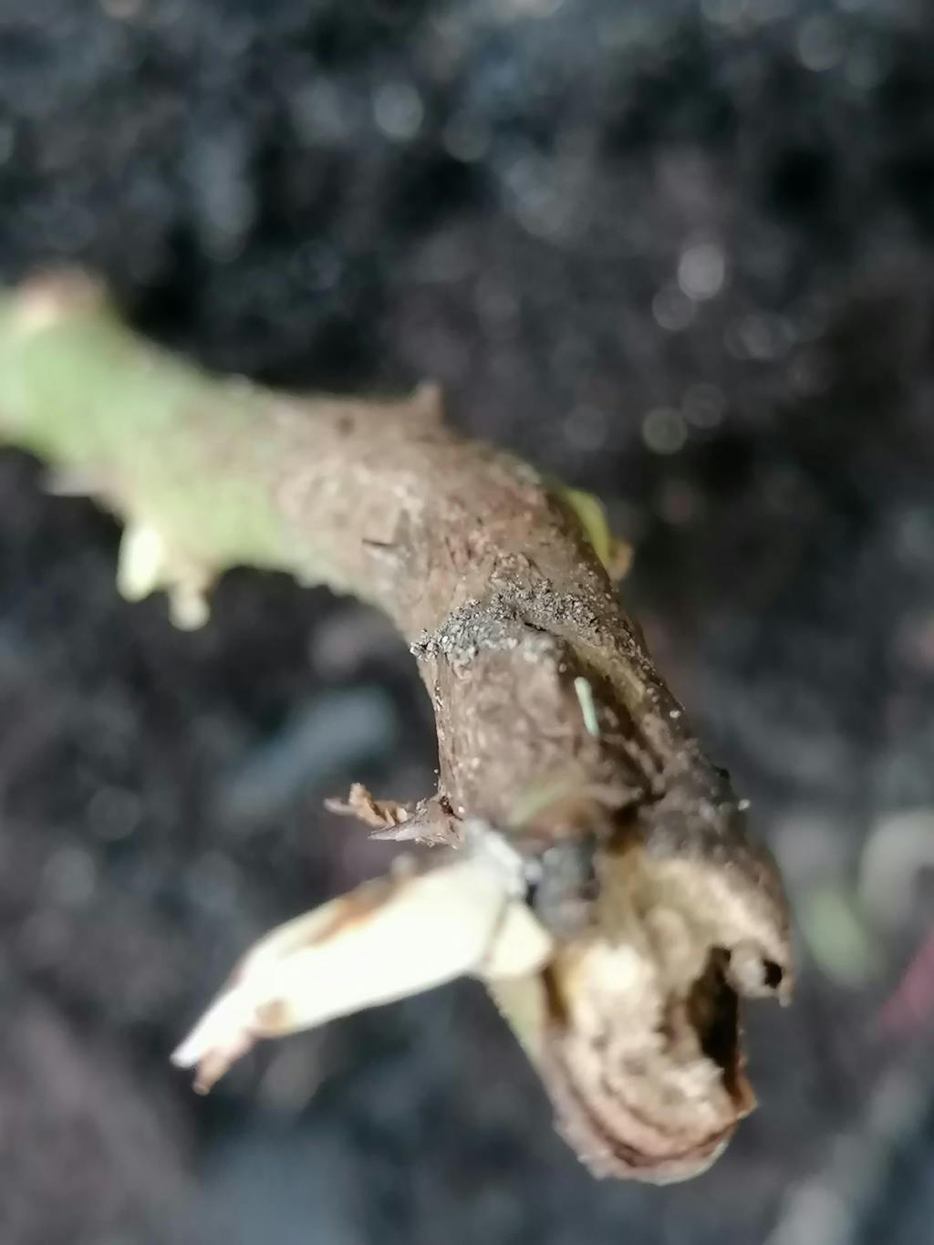 Collection de 3 Rosiers grimpants : Métanoïa, Musimara, Indigoletta ...