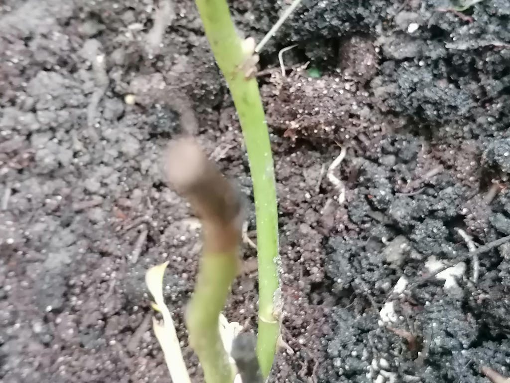 Rosier grimpant Métanoïa - Rosa metanoia