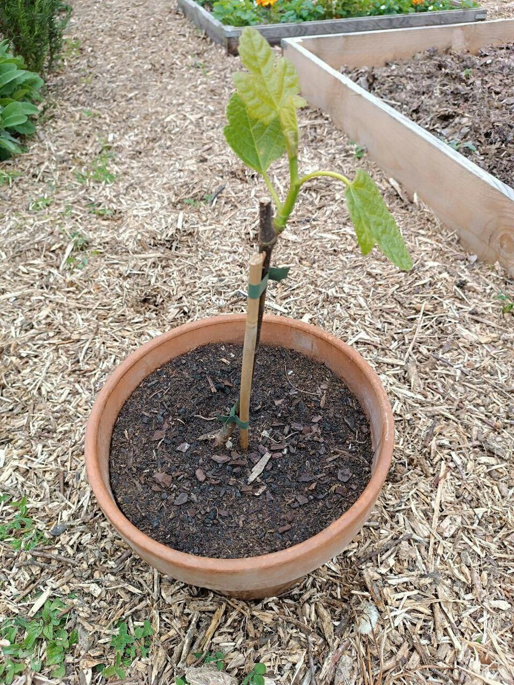 Figuier Peretta - Ficus carica 'Perretta'