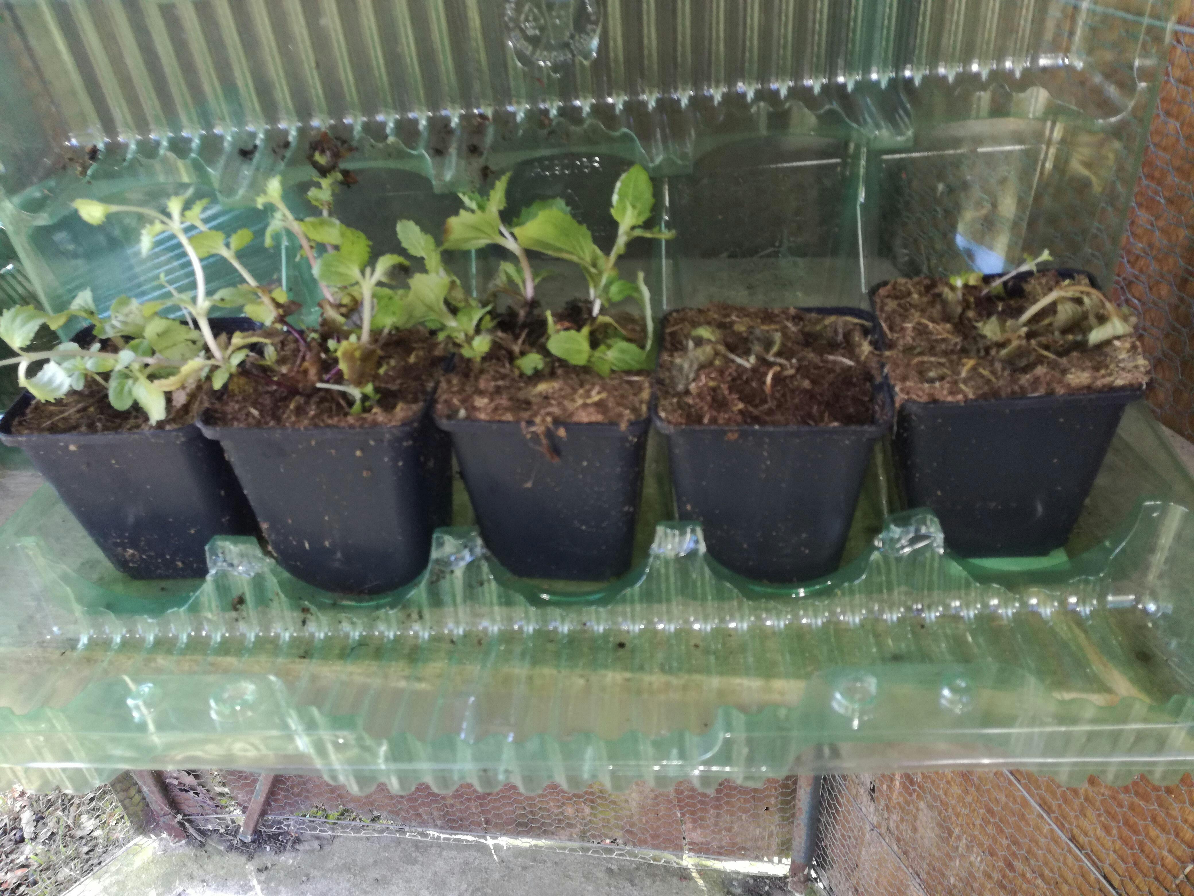 Mimulus Orange Glow - Mimulus orange glow