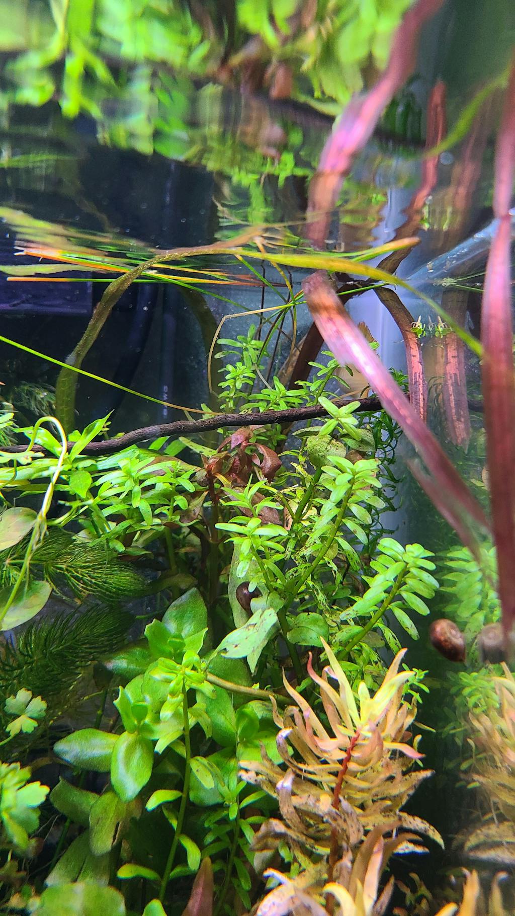 Vallisneria Spiralis Leopard | Aquarium Plants | Windy City Aquariums