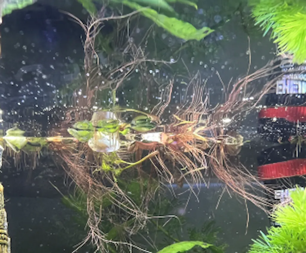 Red Root Floaters | Floating Aquarium Plants | Windy City Aquariums