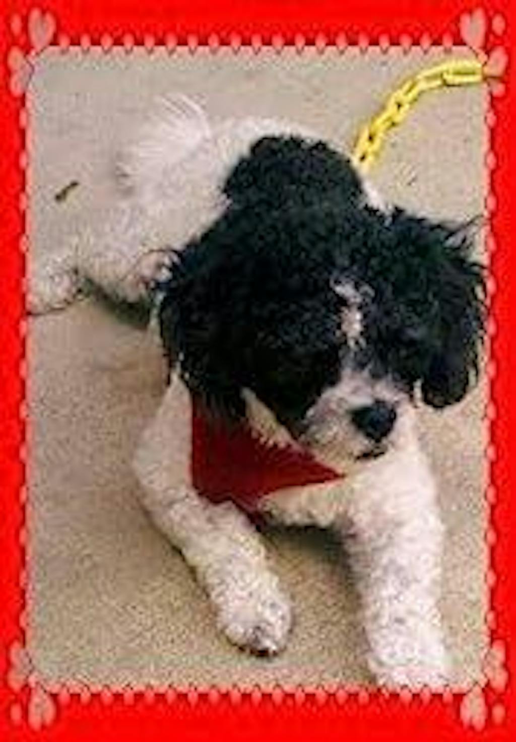 Waggie Drops™ - Natural Anti-Flea, Tick, & Mosquito Spot-Ons (SAFEST 5 ...