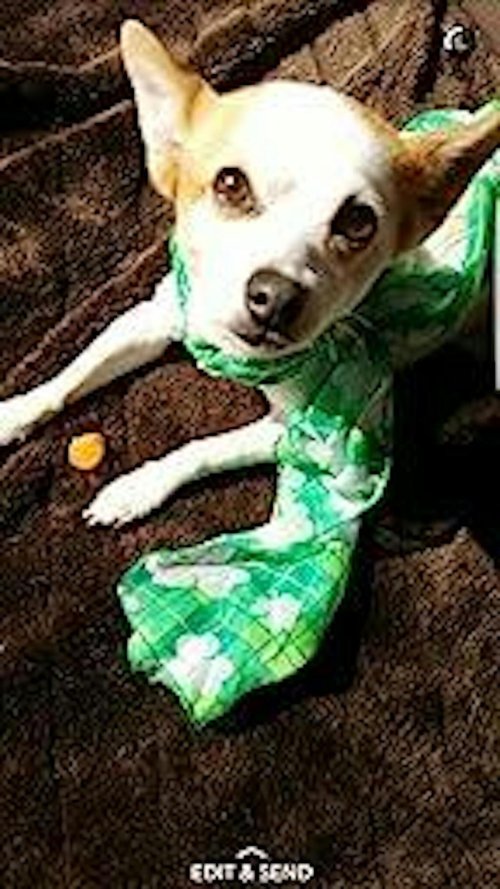 Waggie Drops™ - Natural Anti-Flea, Tick, & Mosquito Spot-Ons (SAFEST 5 ...