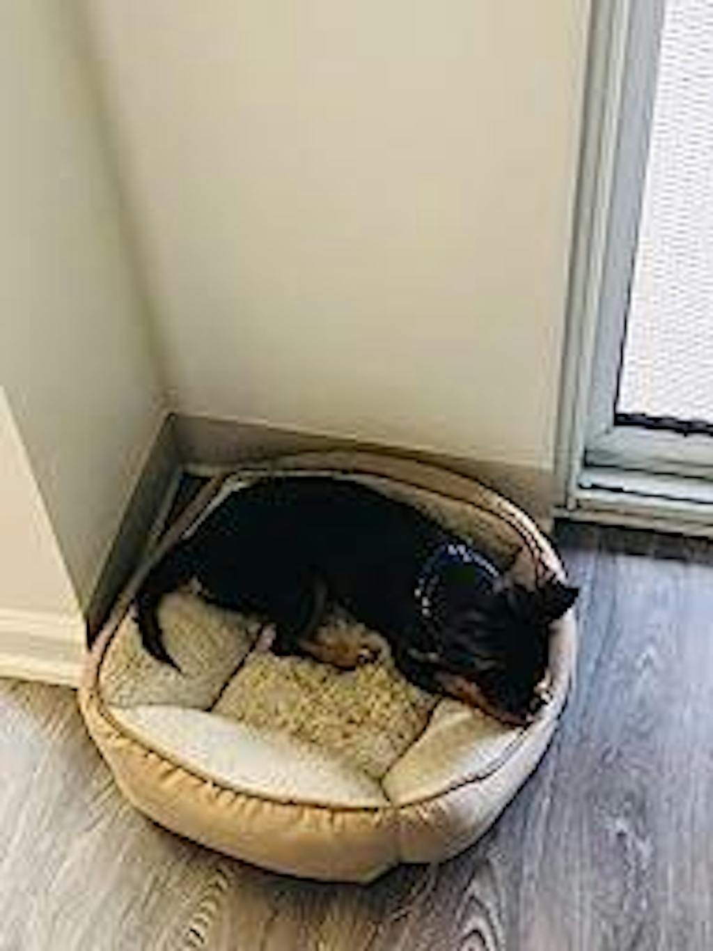 Waggie Drops™ - Natural Anti-Flea, Tick, & Mosquito Spot-Ons (SAFEST 5 ...