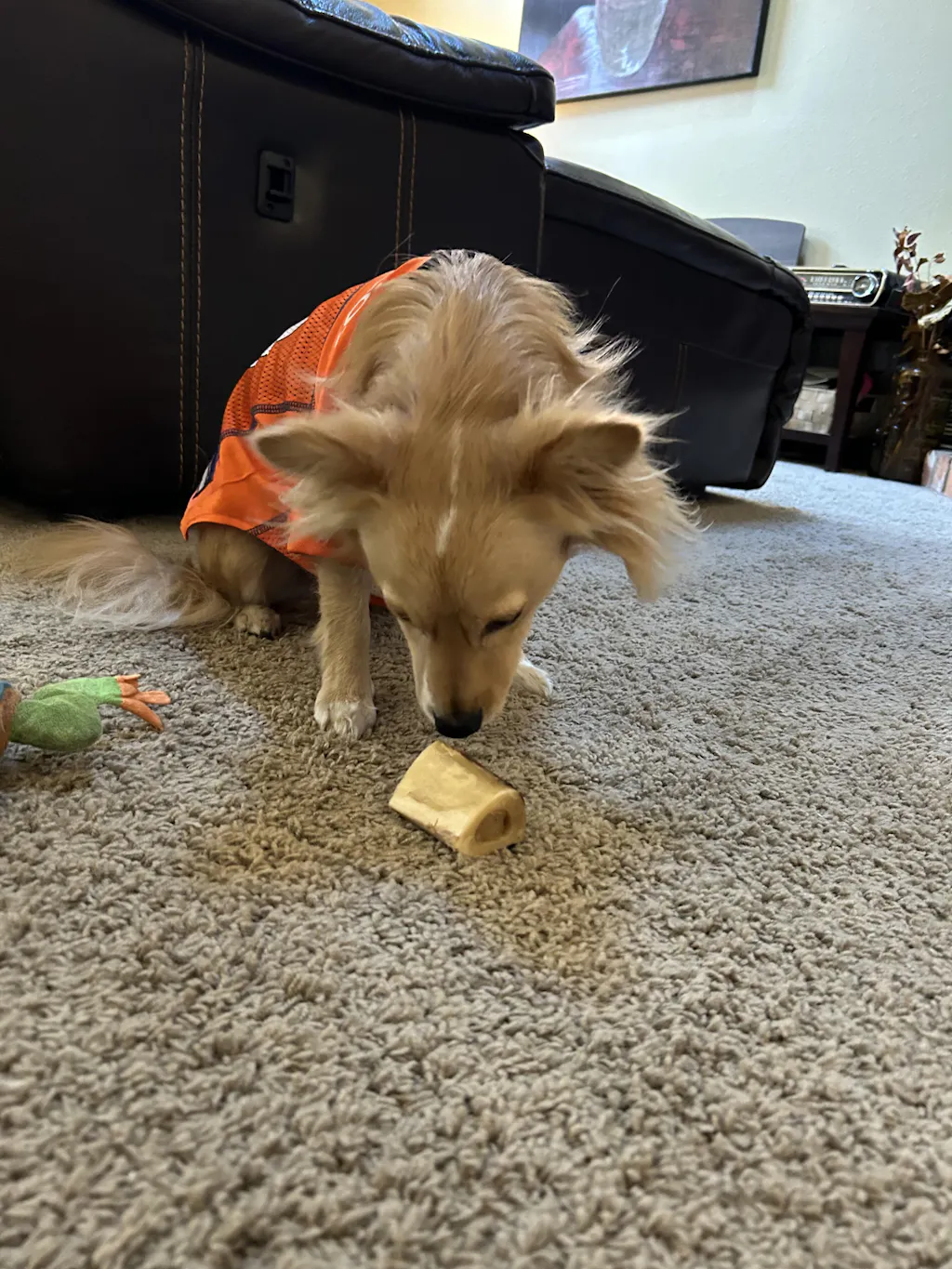 Bison Marrow Bone (2”) – Winnie Lou - The Canine Company