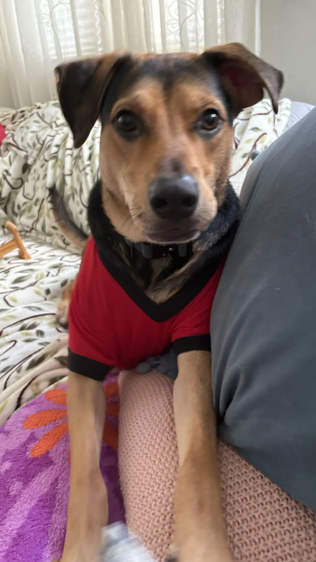 Sweet Potato & Lamb Crisps – Winnie Lou - The Canine Company