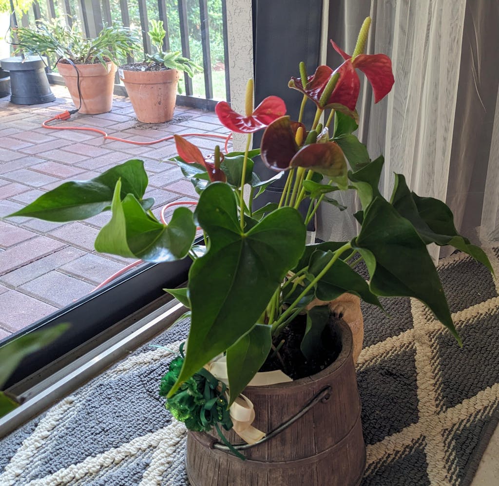 Premium Organic Potting Soil Mix With Nutrients – Wonder Soil