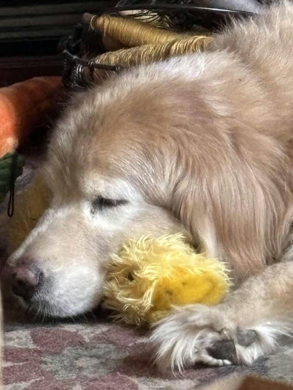 Woof Creek's Story – Woof Creek Pet Wellness