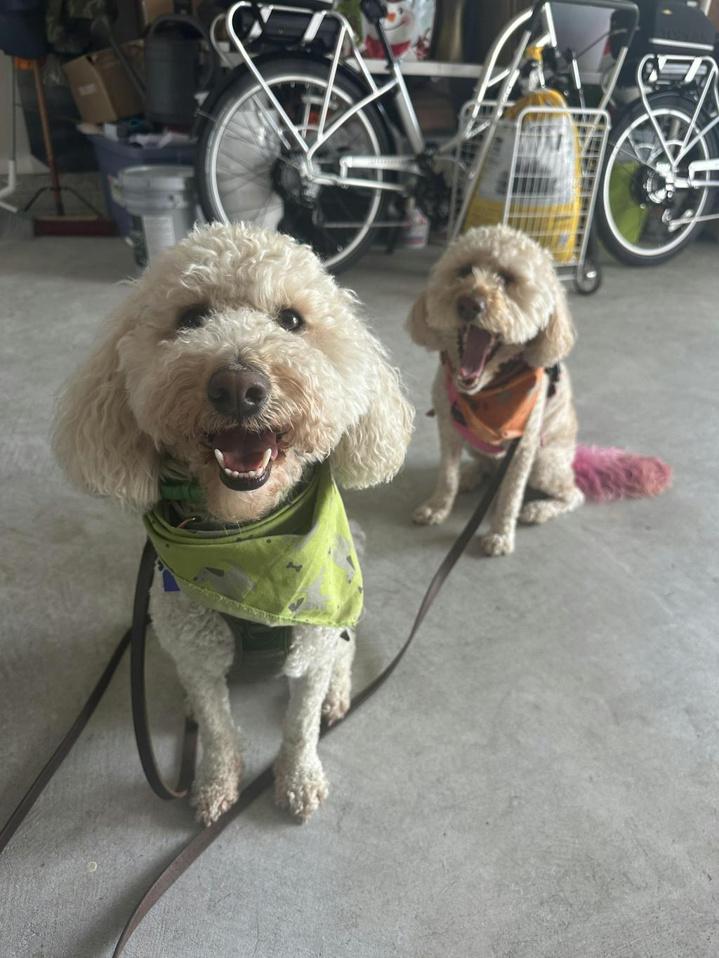 Meal Toppers + Health Supplements – Woof Creek Pet Wellness