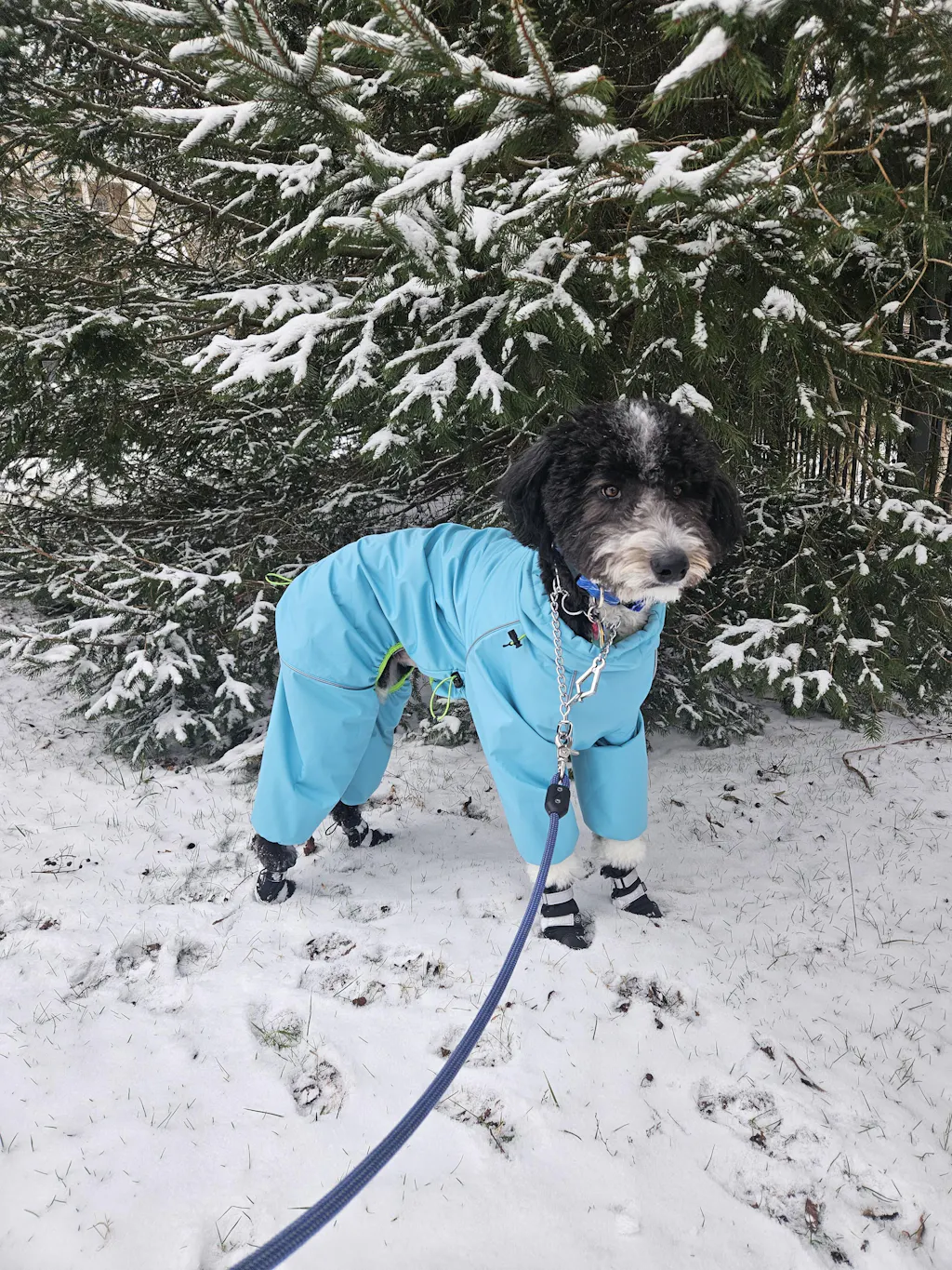 Snow Warrior Suit - Ultimate Winter Gear for Big Dogs – WOOFESSENTIAL