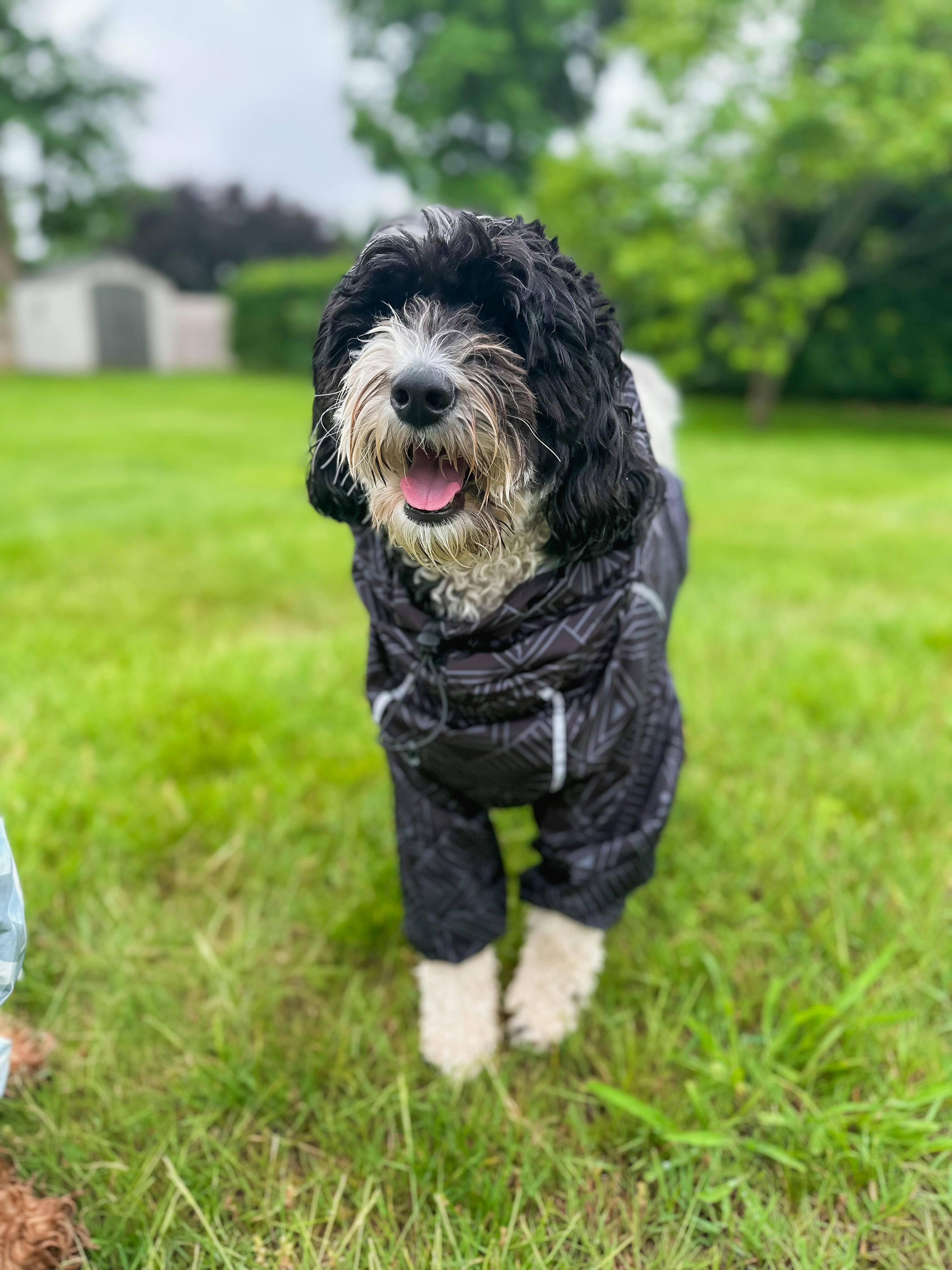 Waterproof Dog Raincoat & Slicker for Large Breeds by WOOFESSENTIAL