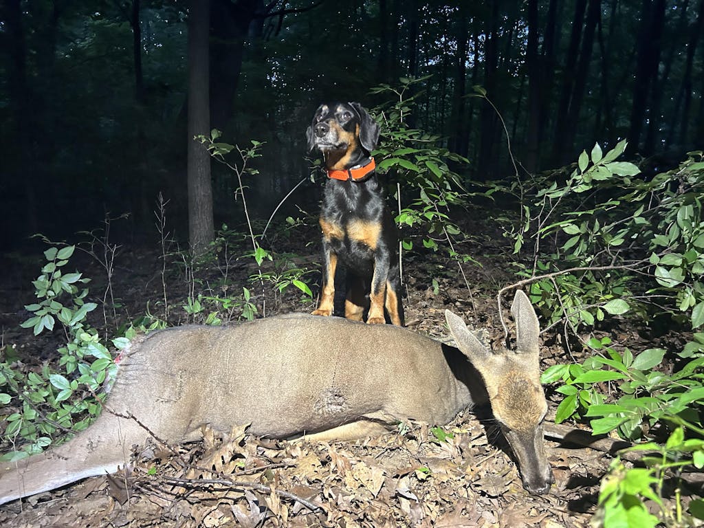 1-TDC Oral Health + Mobility Support for Dogs – worksSOwell