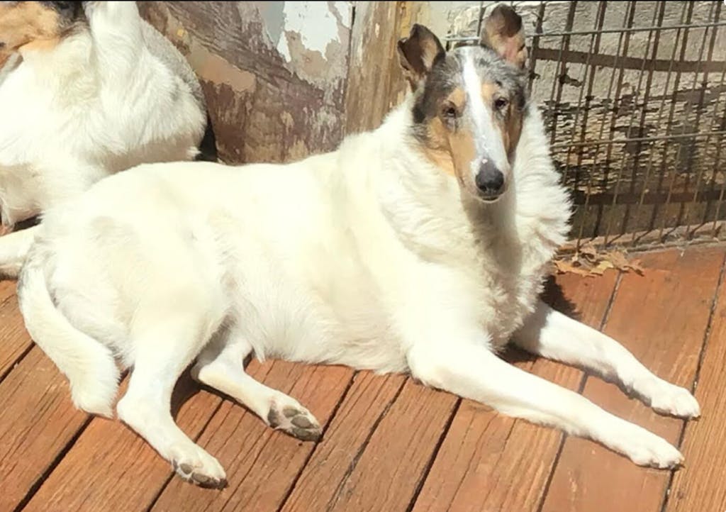 1-TDC Oral Health + Mobility Support for Dogs – worksSOwell