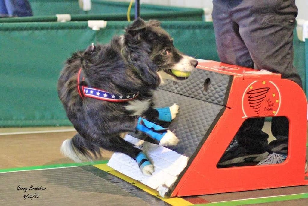 1-TDC Oral Health + Mobility Support for Dogs – worksSOwell