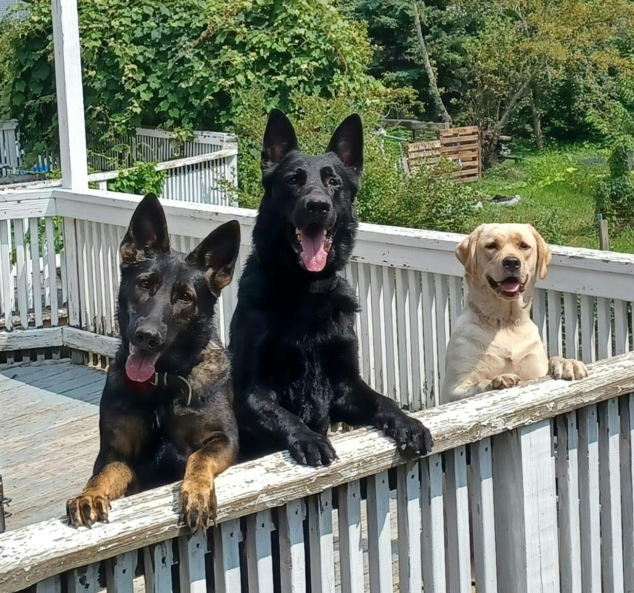 1-TDC Oral Health + Mobility Support for Dogs – worksSOwell