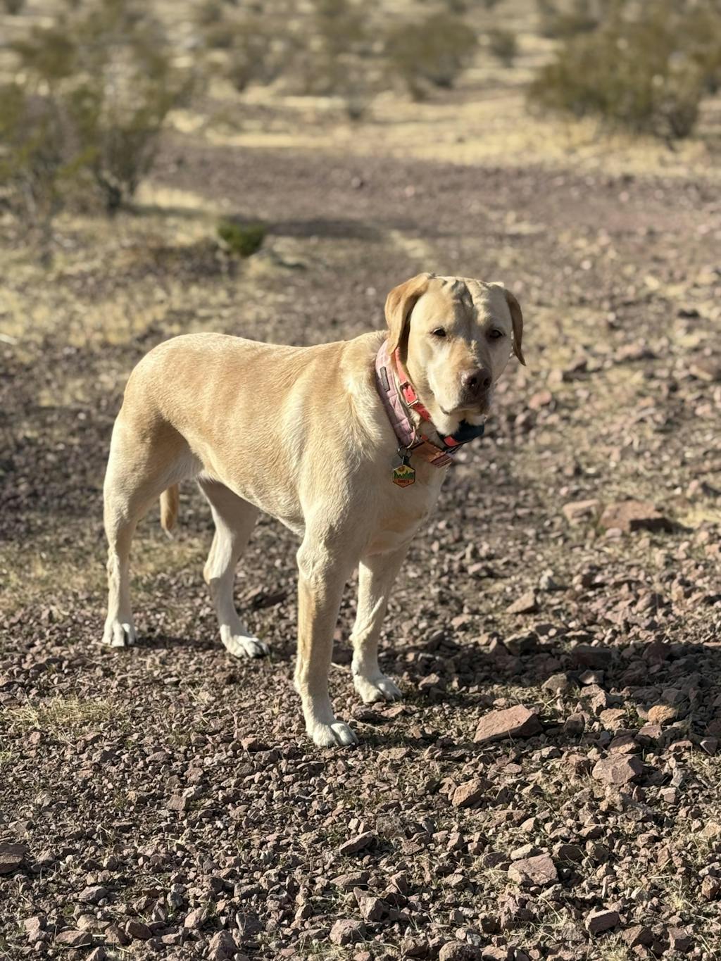 1-TDC Oral Health + Mobility Support for Dogs – worksSOwell