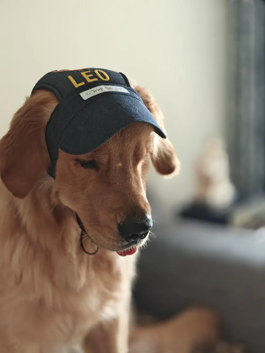 Dog Cap – Wrapinfur