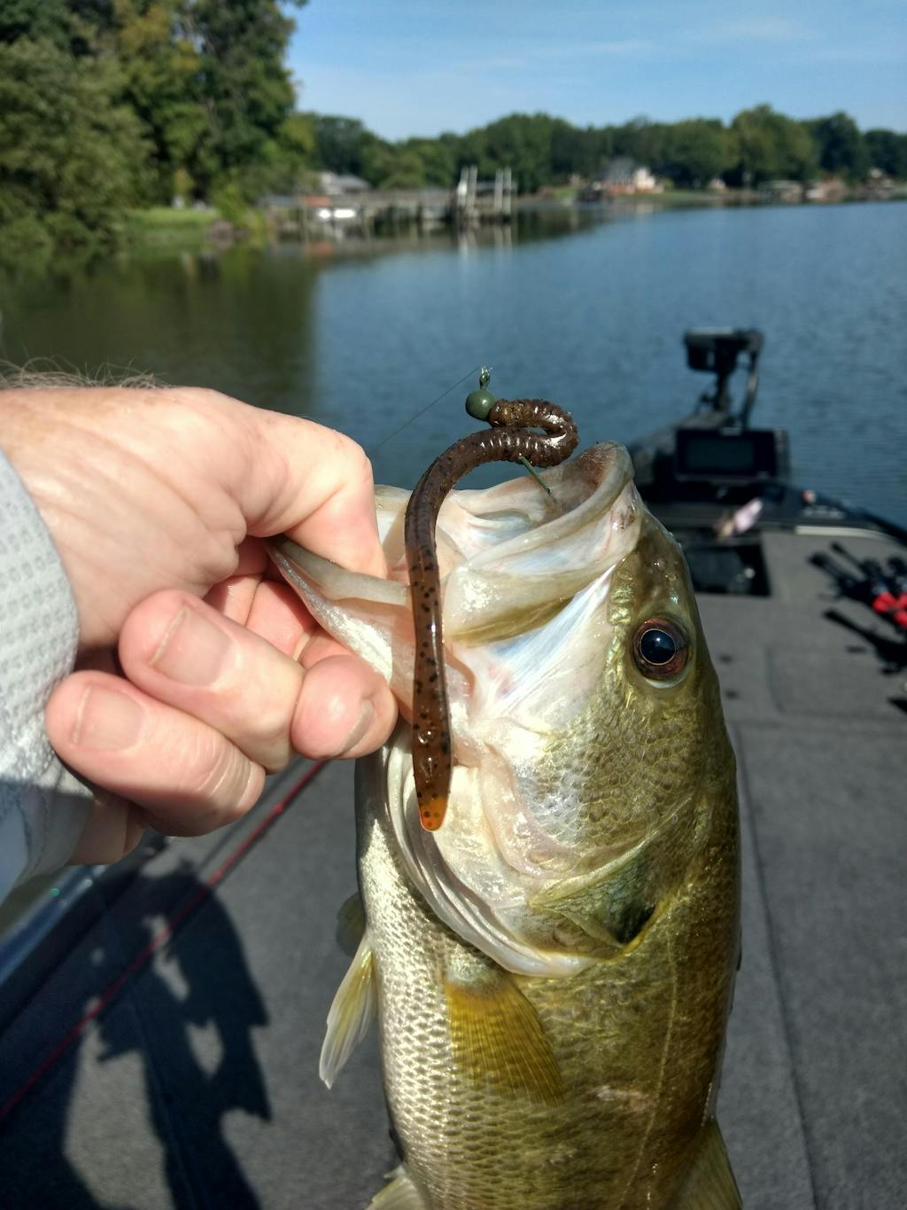 Deception Worm 6" ( 12 Pack ) – X Zone Lures